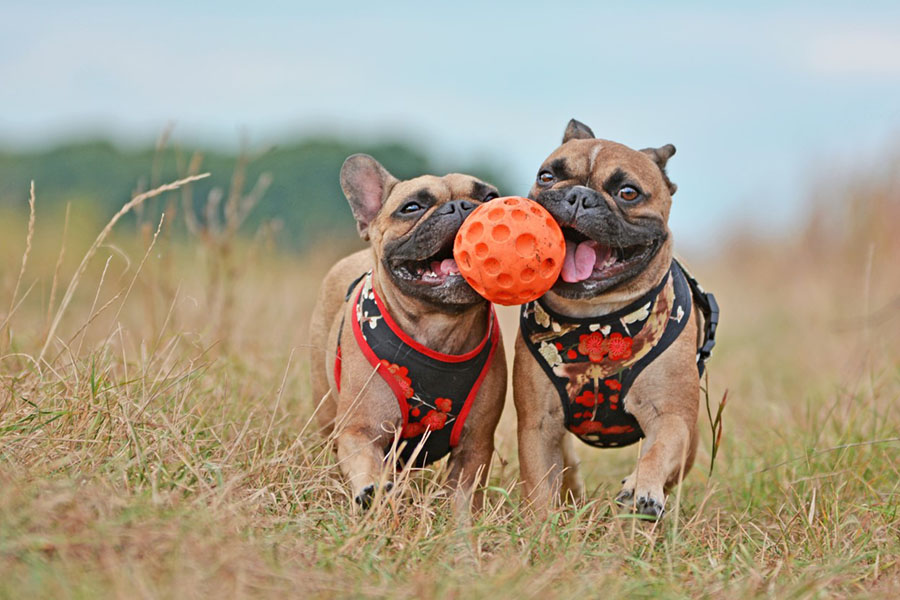 5 Interesting Games to Play With Your Dog | PawPurrfect - Pet Services ...